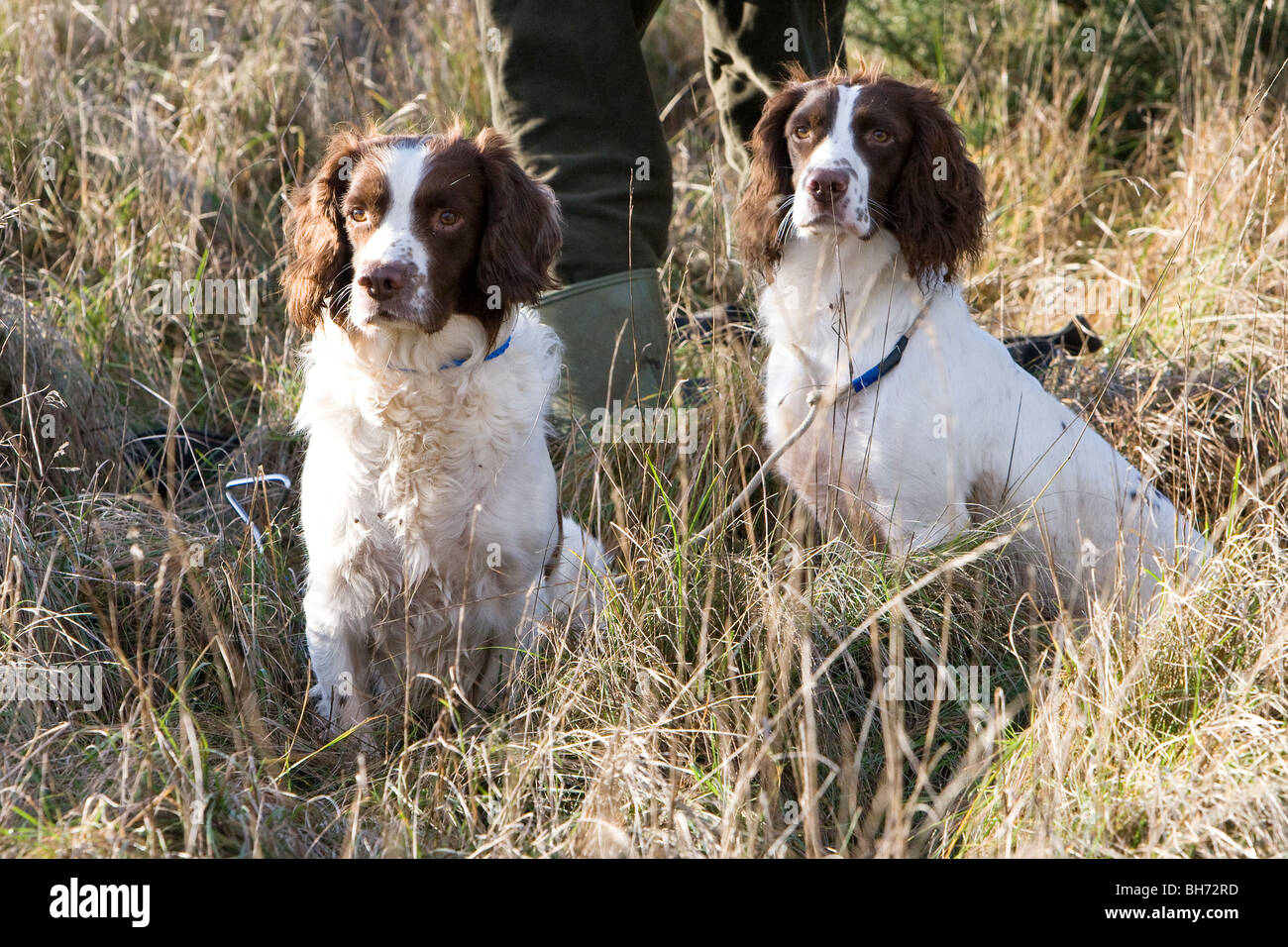 Two Springer Spaniels at Pheasant shoot Stock Photo - Alamy