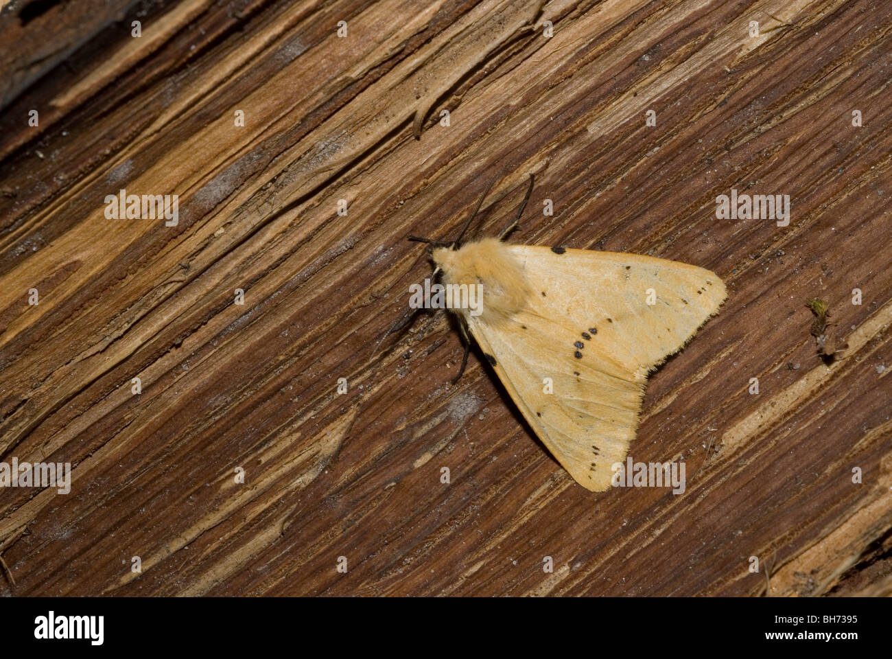 Spilosoma High Resolution Stock Photography and Images - Alamy