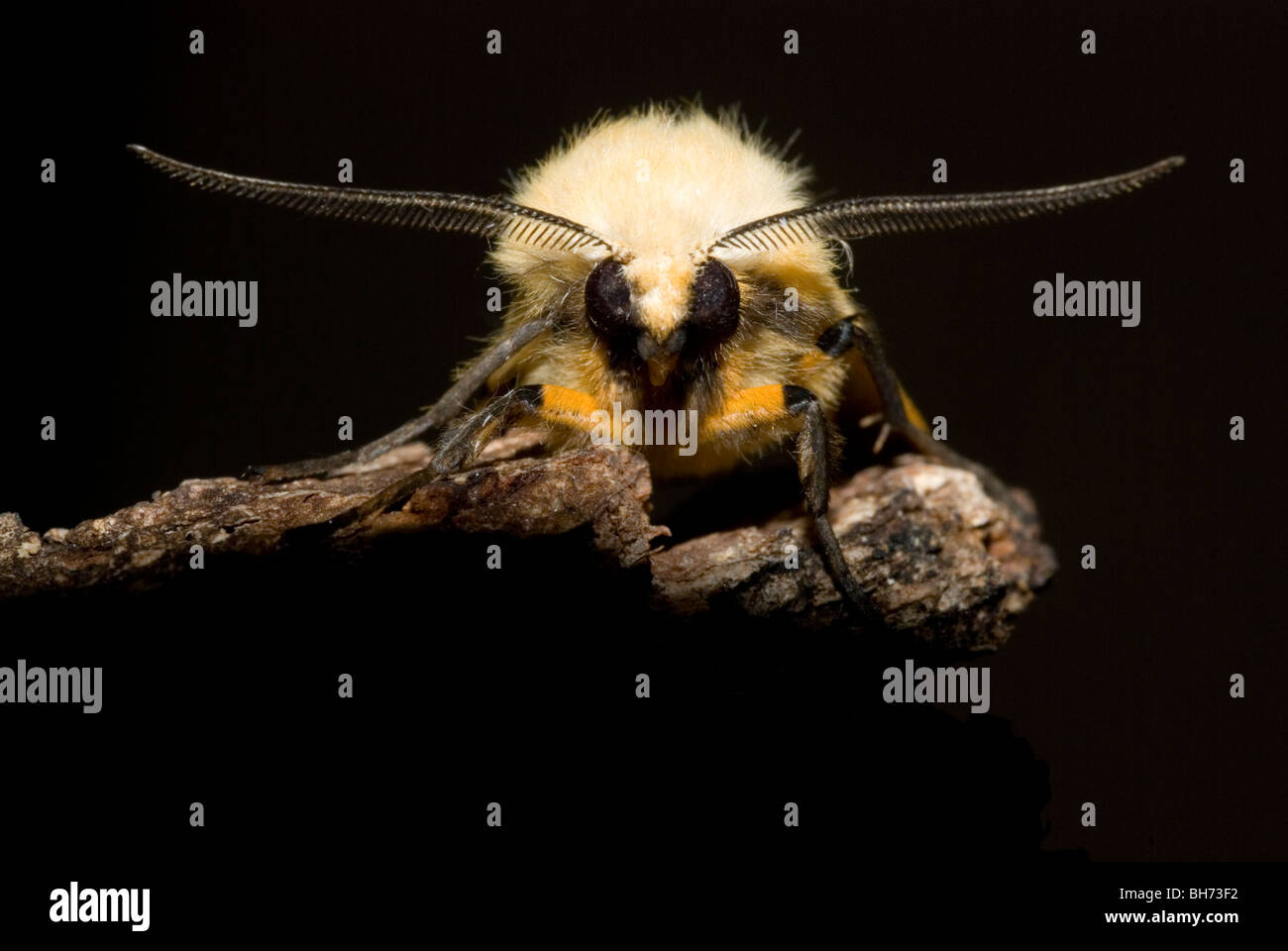 Male Buff Ermine moth (Spilosoma luteum Stock Photo - Alamy