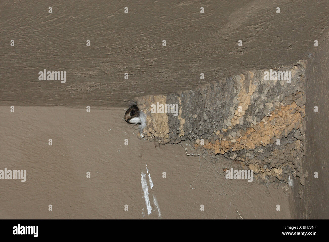 Greater Striped Swallow in nest / Hirundo cucullata Stock Photo - Alamy
