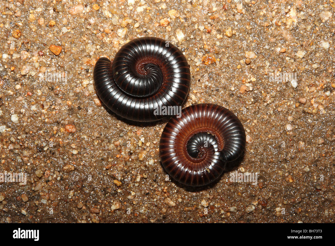 African giant black millipede hi-res stock photography and images - Alamy