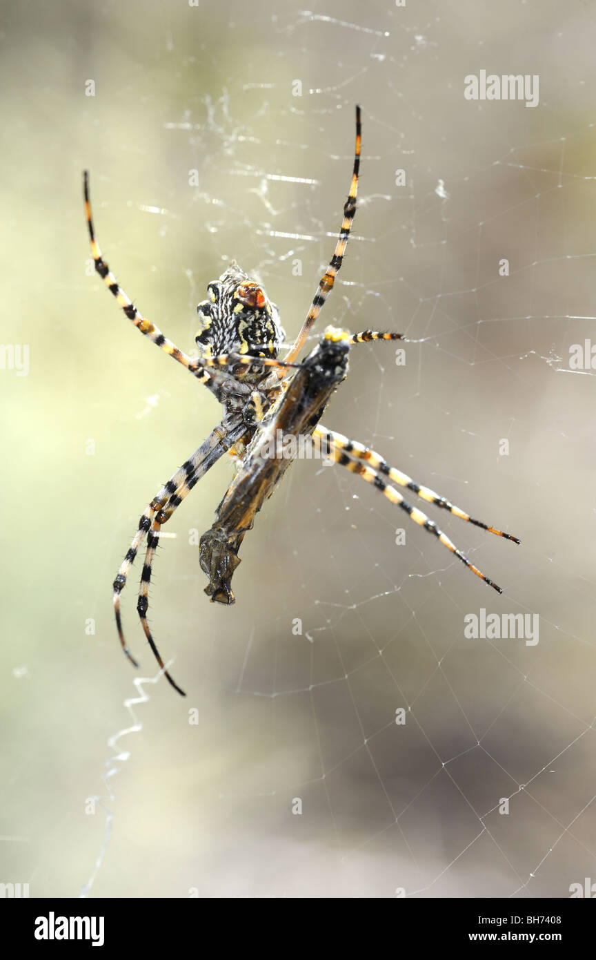 Female Garden Orb-web spider Stock Photo - Alamy
