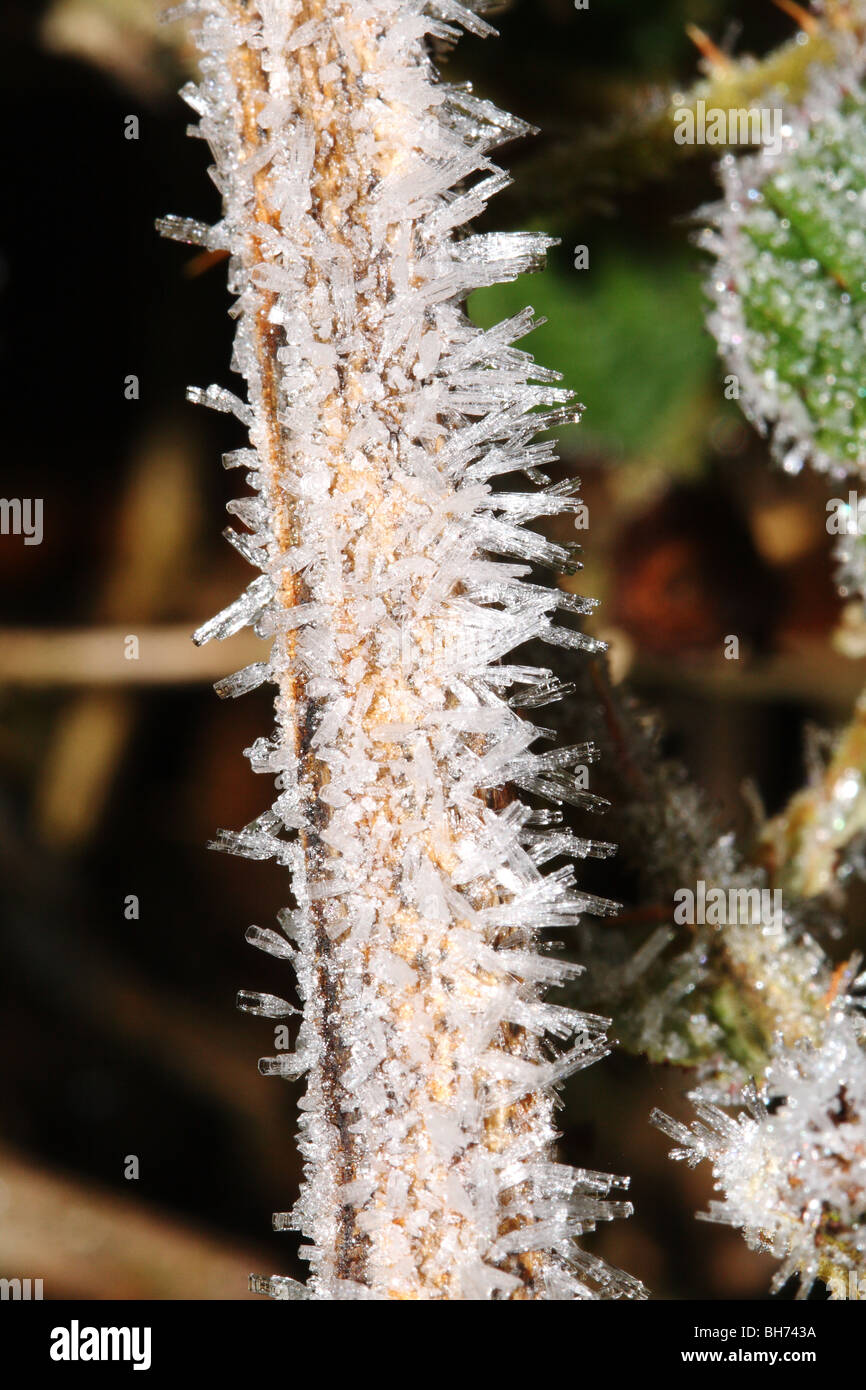 Frosty Bramble stem showing cold ice crystals on a winters morning ...