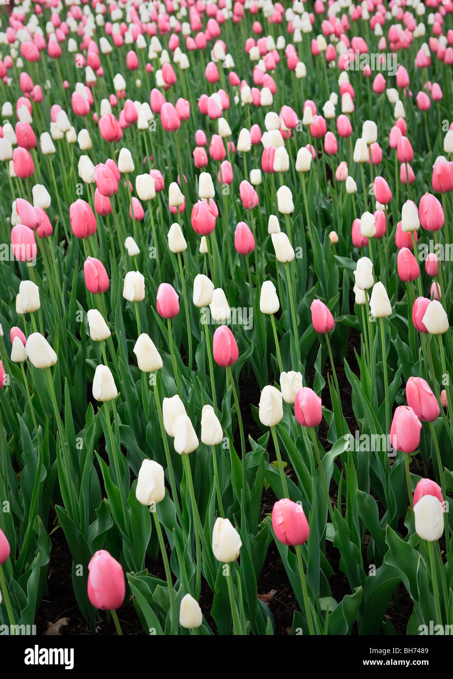 Pink And White Tulips