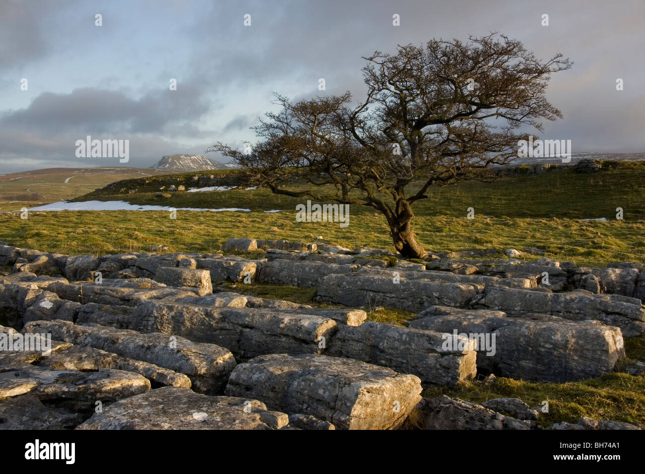 Yorkshire dales lone tree hi-res stock photography and images - Alamy