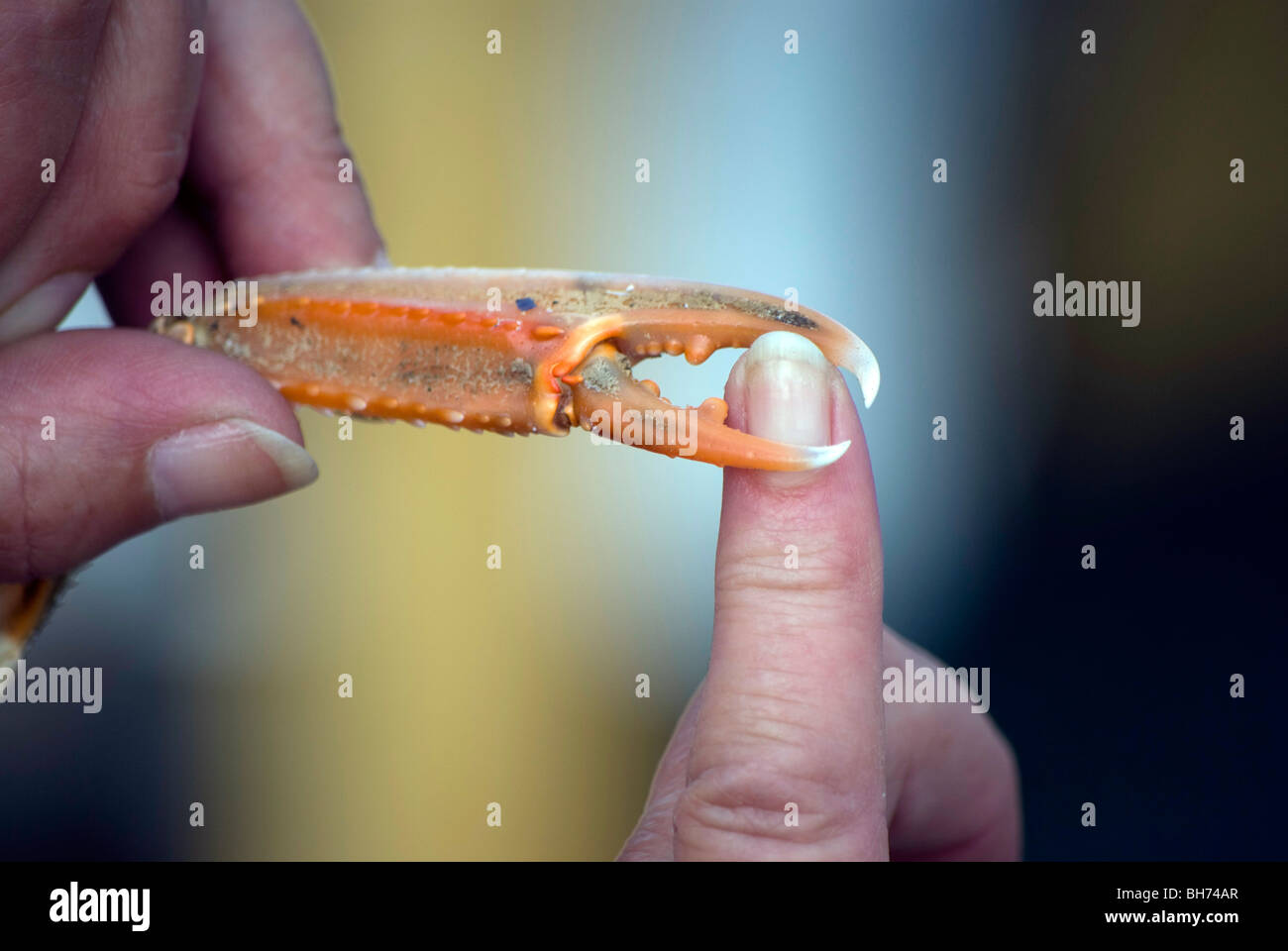 Dublin bay prawn fishing hi-res stock photography and images - Alamy