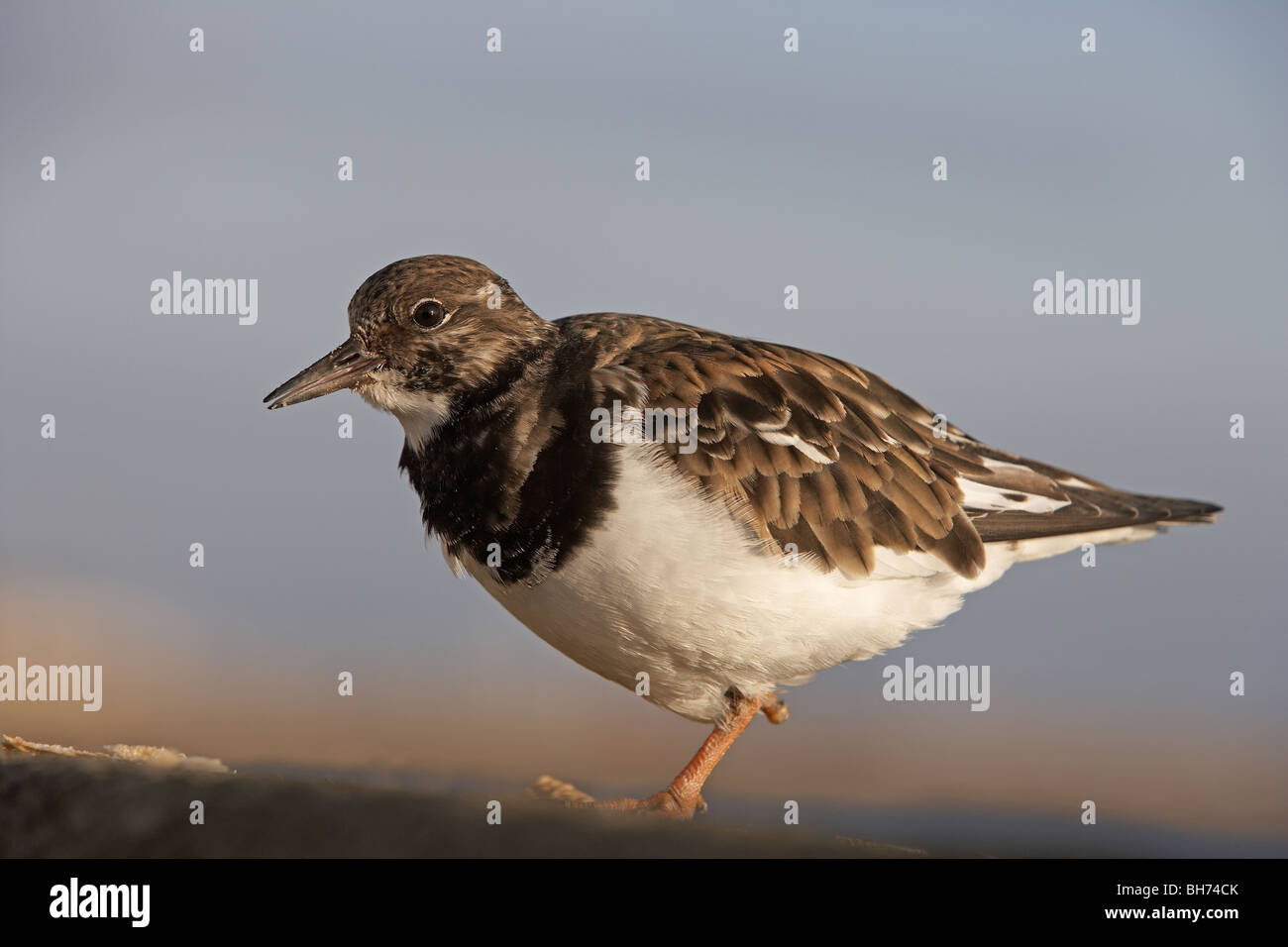 Turnstone, Arenaria interpres with one leg missing, winter coat Stock ...