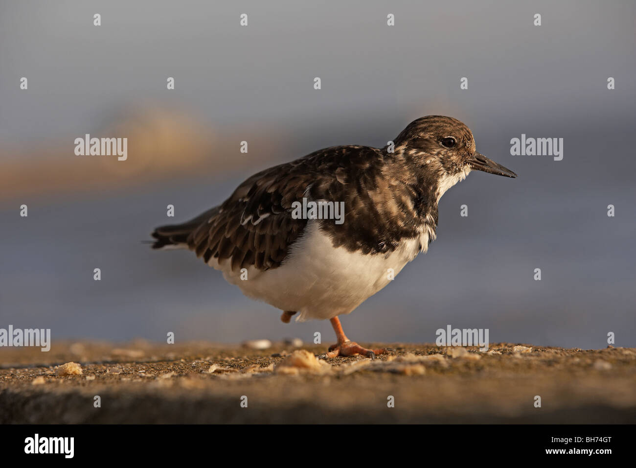 Turnstone, Arenaria interpres with one leg missing, winter coat Stock ...