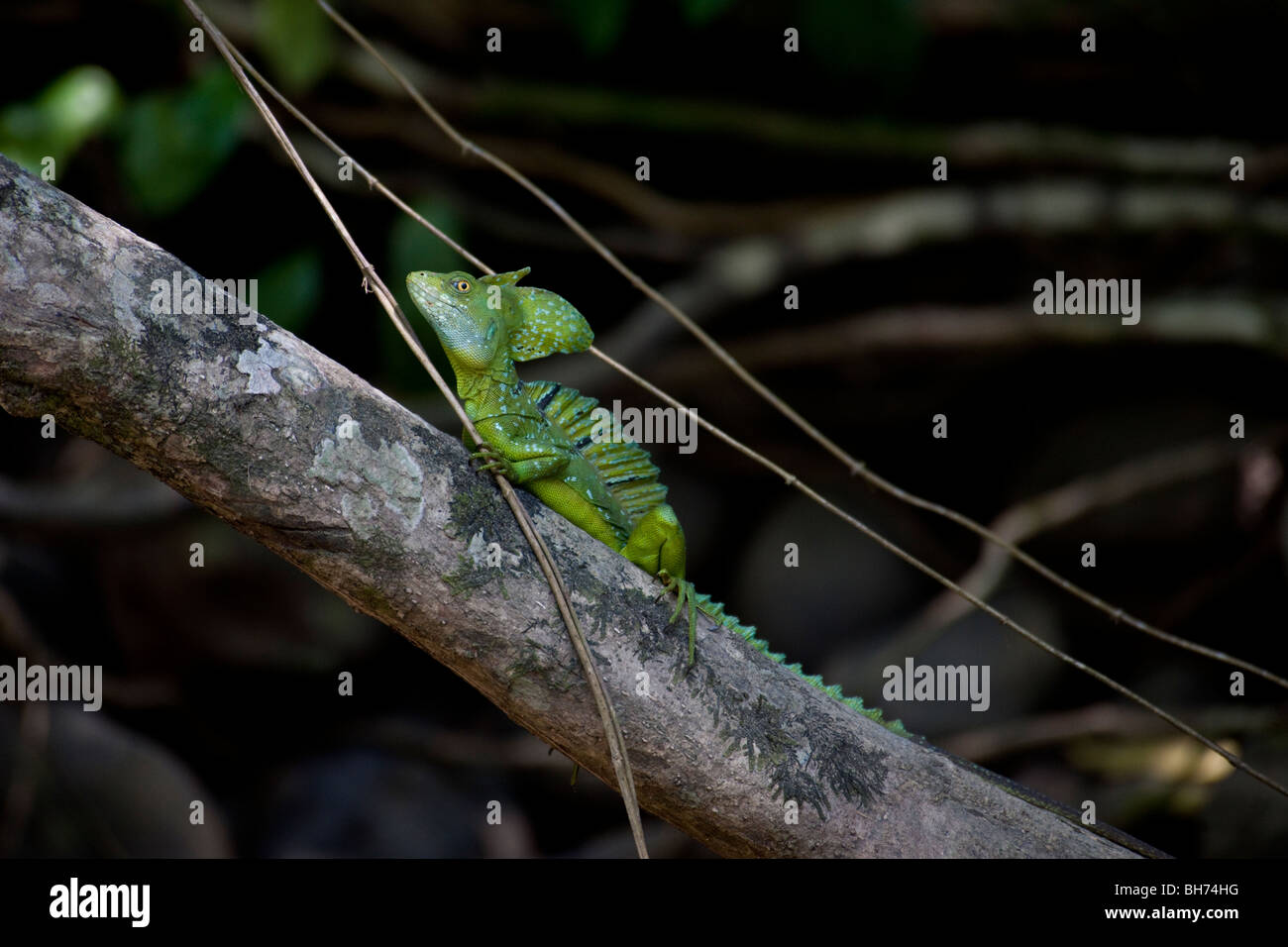 Plumed Basilisk Lizard, Tortuguero National Park Costa Rica Stock Photo ...