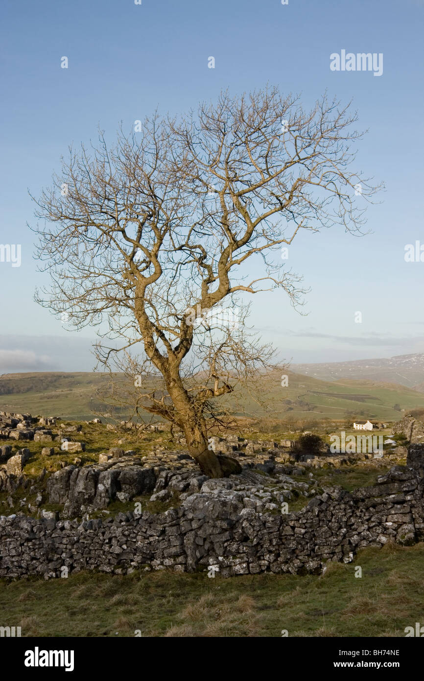 Winskill stones national park hi-res stock photography and images - Alamy