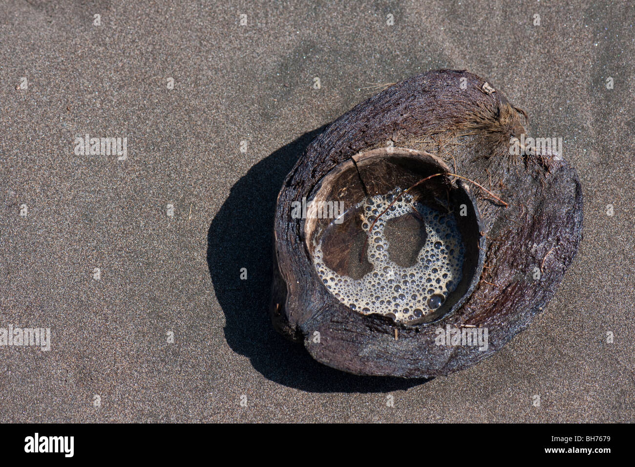 Coconut shells on the idylic paradise beach of Tortuguero near Puerto ...