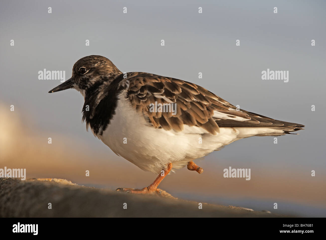 Turnstone, Arenaria interpres with one leg missing Stock Photo - Alamy