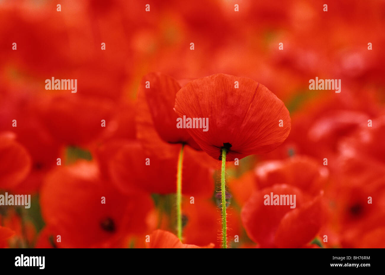 red corn poppy Stock Photo - Alamy