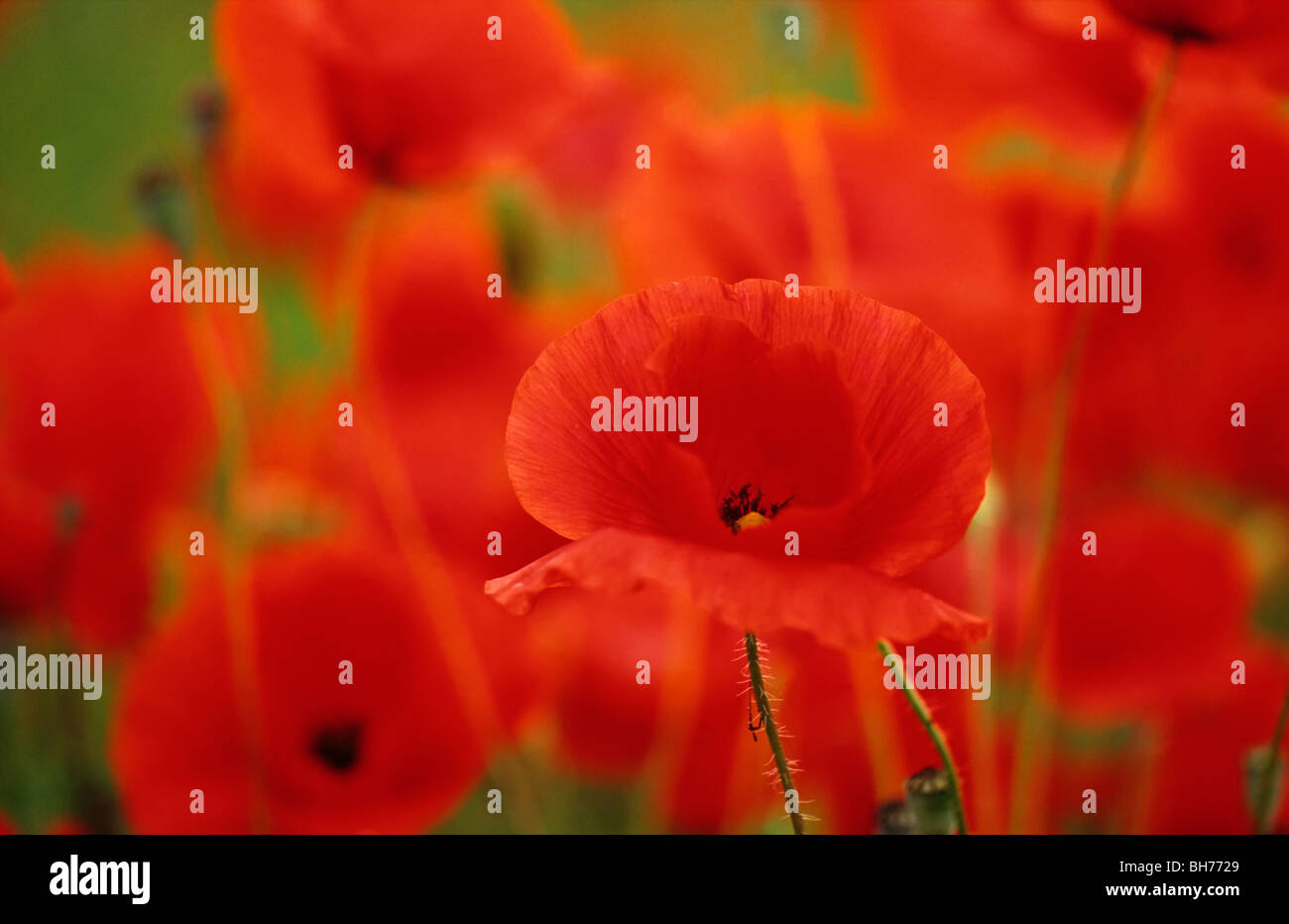 red corn poppy Stock Photo - Alamy