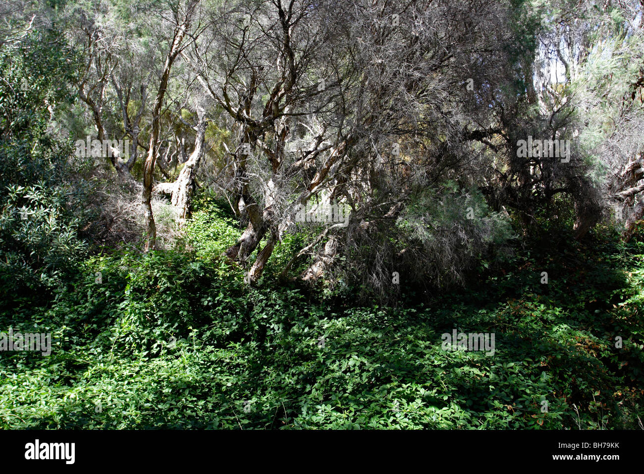 Vegetation at Canning River Regional Park near Perth, Western Australia ...