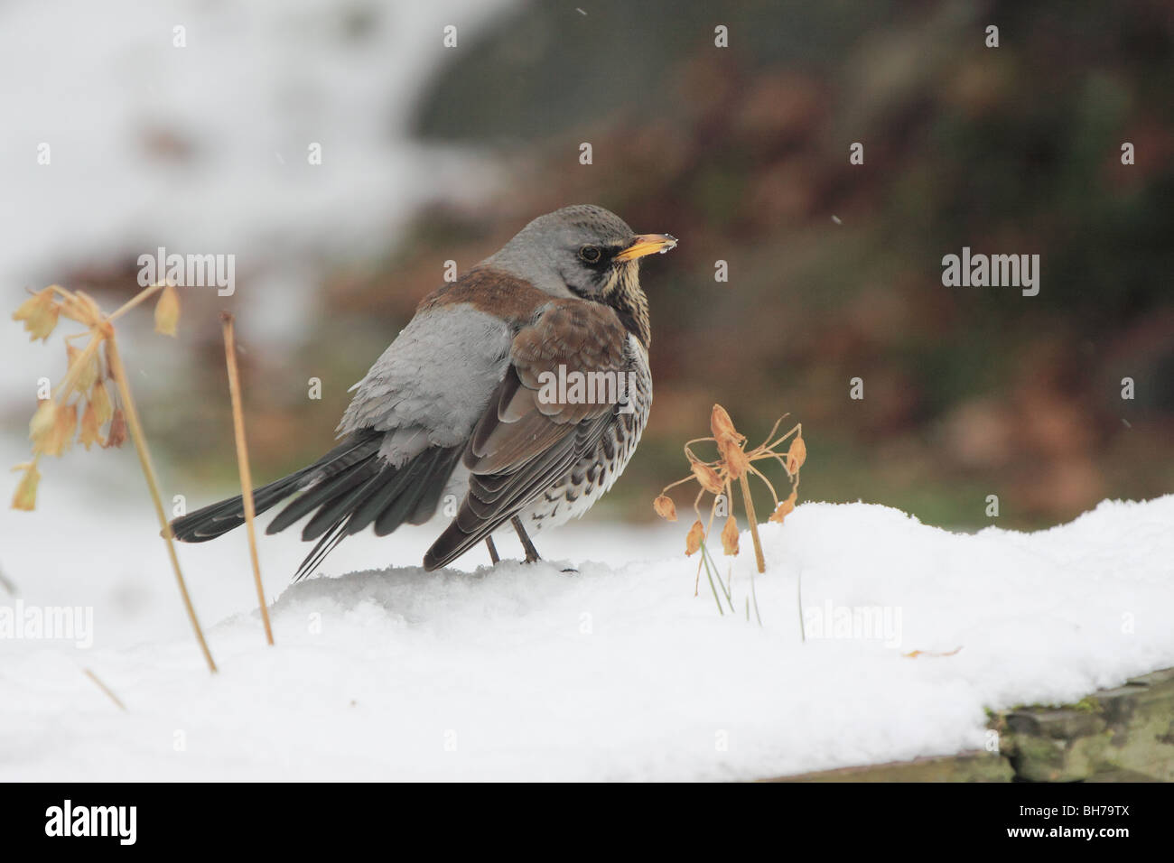 Thrush in snow hi-res stock photography and images - Alamy