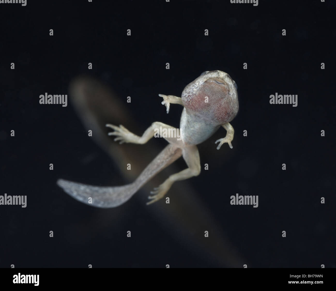 Tadpole legs hi-res stock photography and images - Alamy