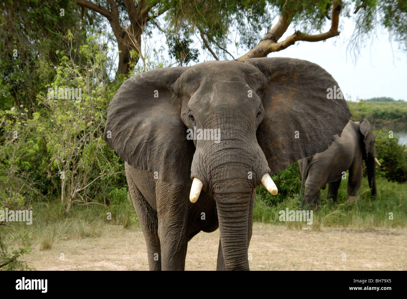Elephant dad hi-res stock photography and images - Alamy