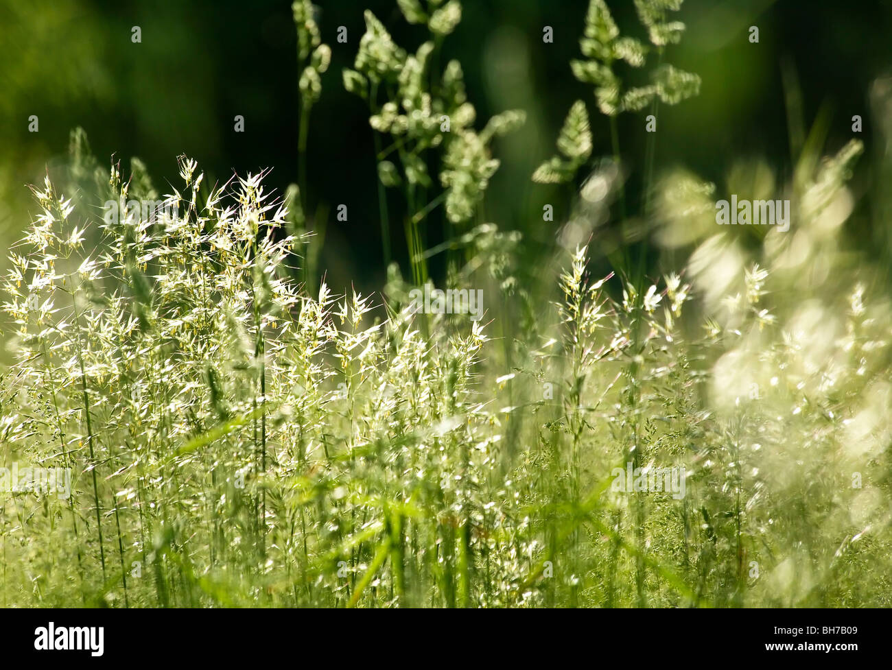 Backdrop of wild grasses hi-res stock photography and images - Alamy