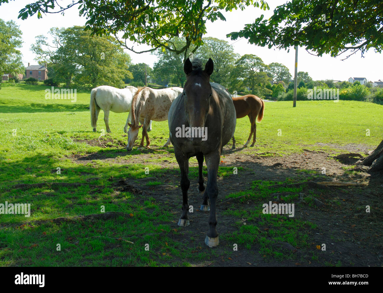 Group of horses hi-res stock photography and images - Alamy