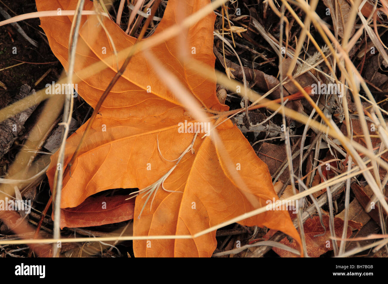 Fall leaves along the Arizona Trail in the Santa Rita Mountains of the ...
