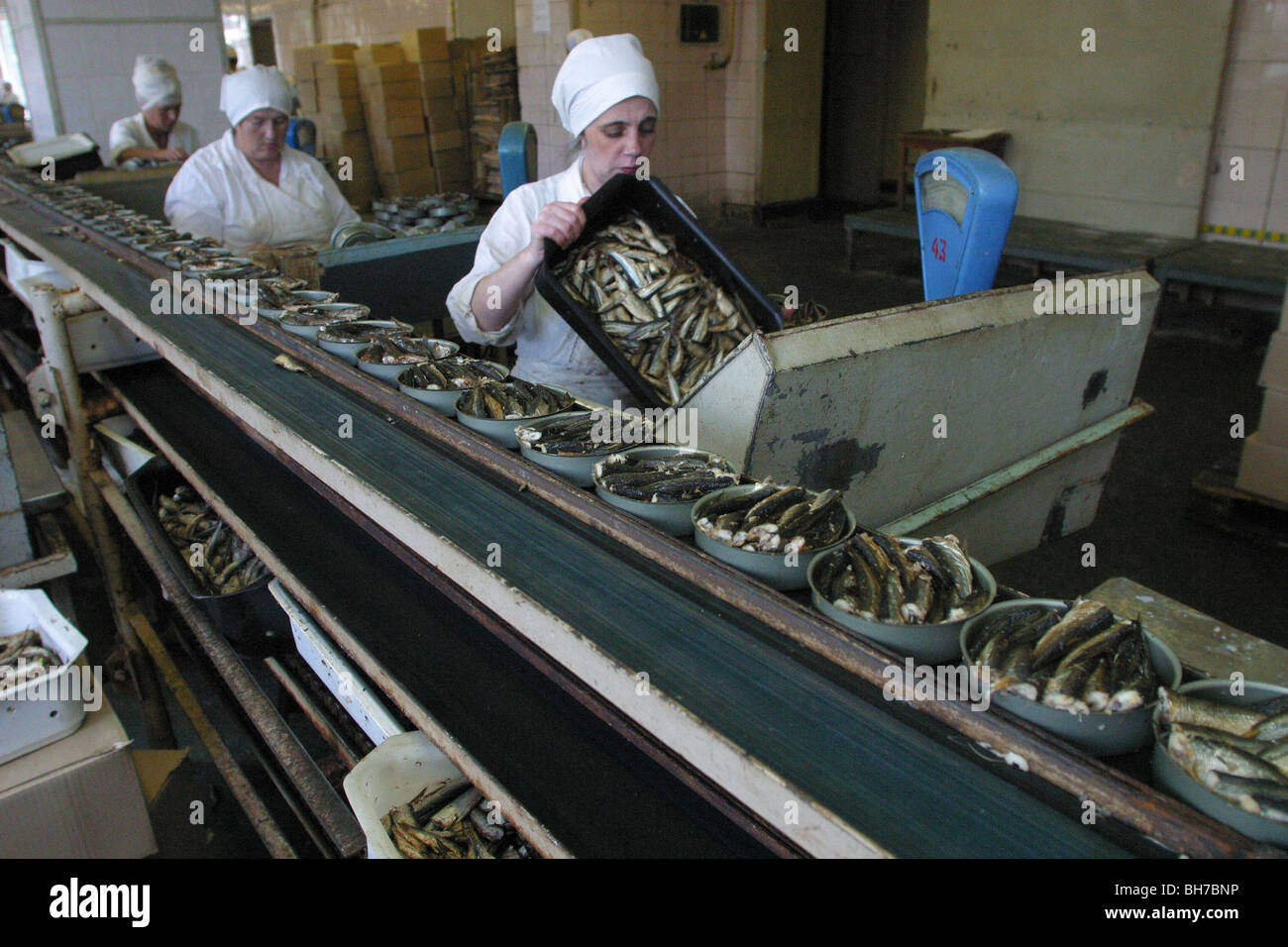 Fish industry conveyor hi-res stock photography and images - Alamy