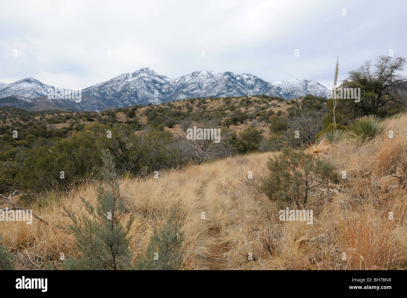 Mount Wrightson seen from the Arizona Trail in the Santa Rita Mountains ...
