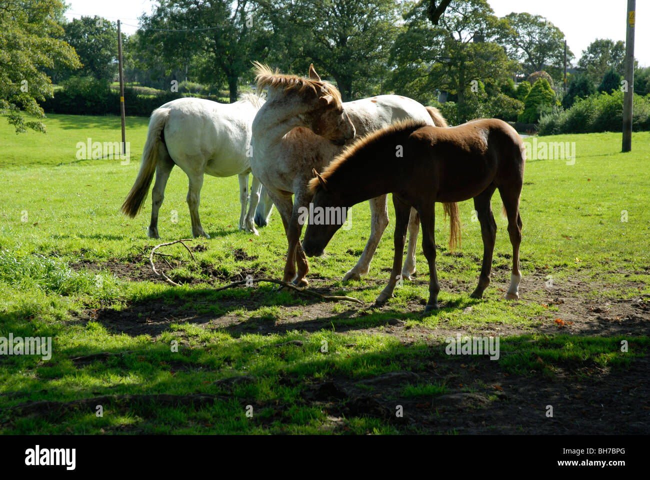 Herd Of Grazing Horses Uk High Resolution Stock Photography and Images ...