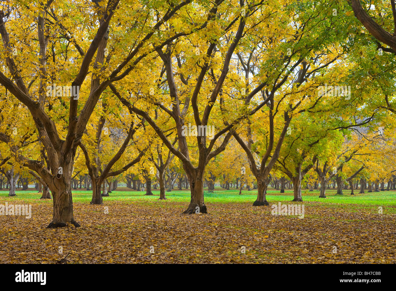 Walnut orchards in the fall in the Sacramento Valley, California Stock ...