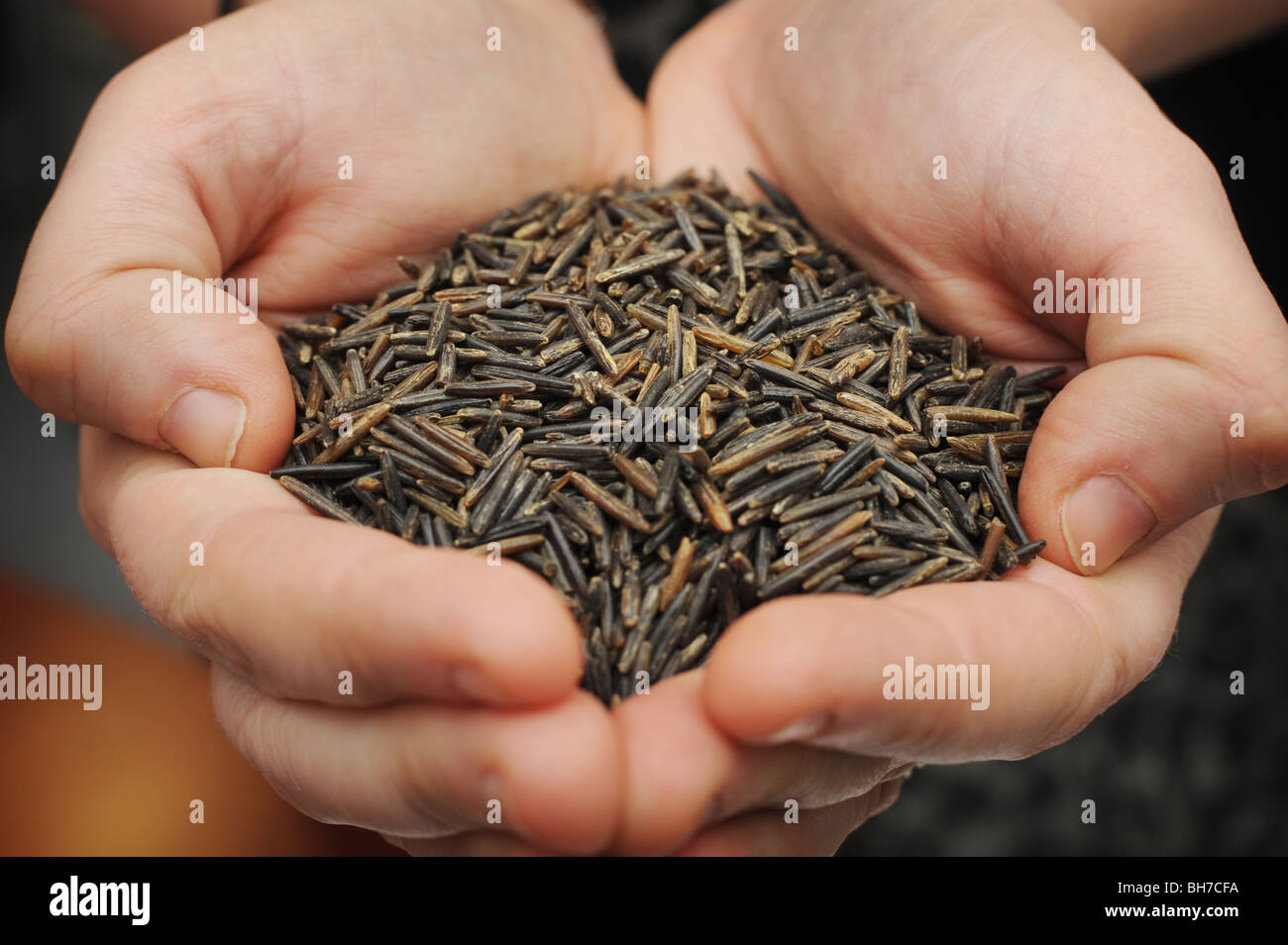 Wild rice grain hi-res stock photography and images - Alamy