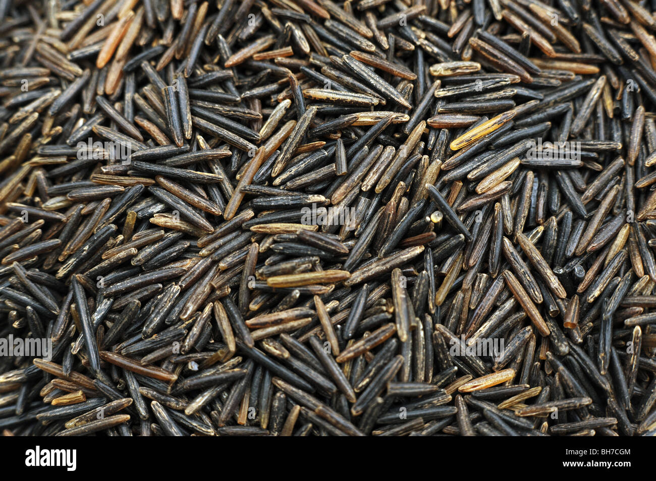 Wild rice grain grass hi-res stock photography and images - Alamy