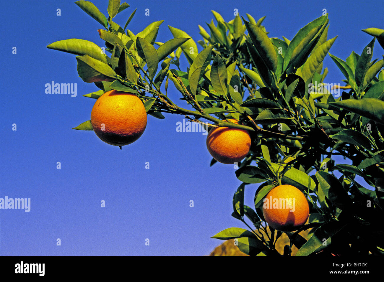 Valencia orange tree hi-res stock photography and images - Alamy