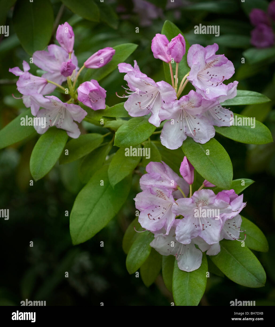 Falconeri hi-res stock photography and images - Alamy