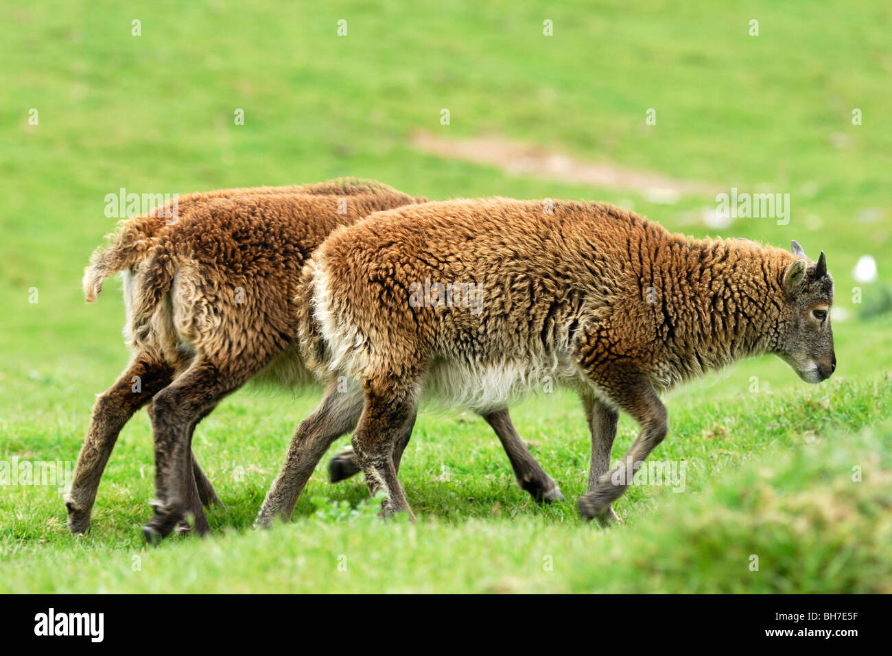 Sheep captivity hi-res stock photography and images - Alamy