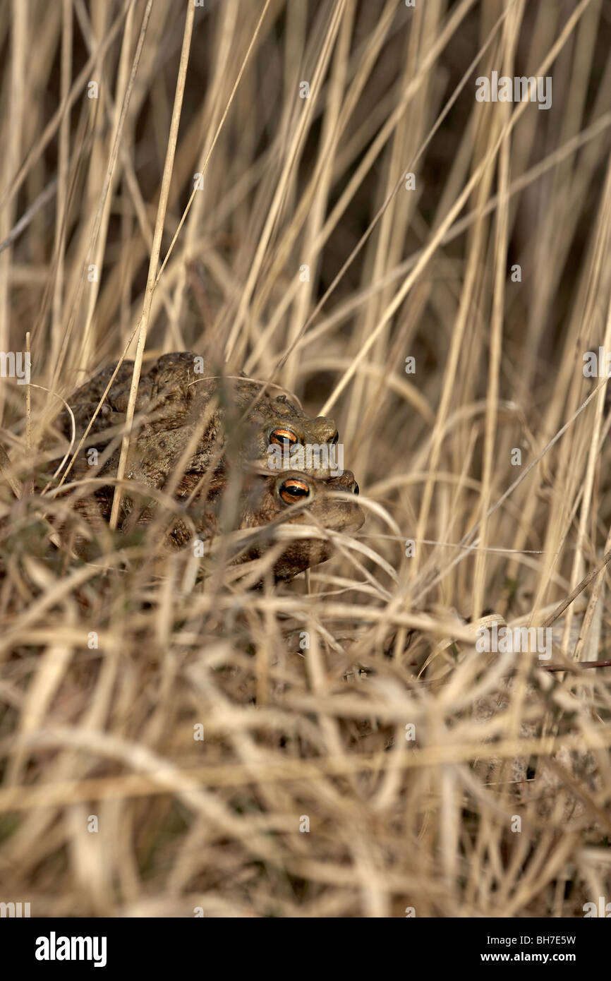 Common toads yorkshire hi-res stock photography and images - Alamy