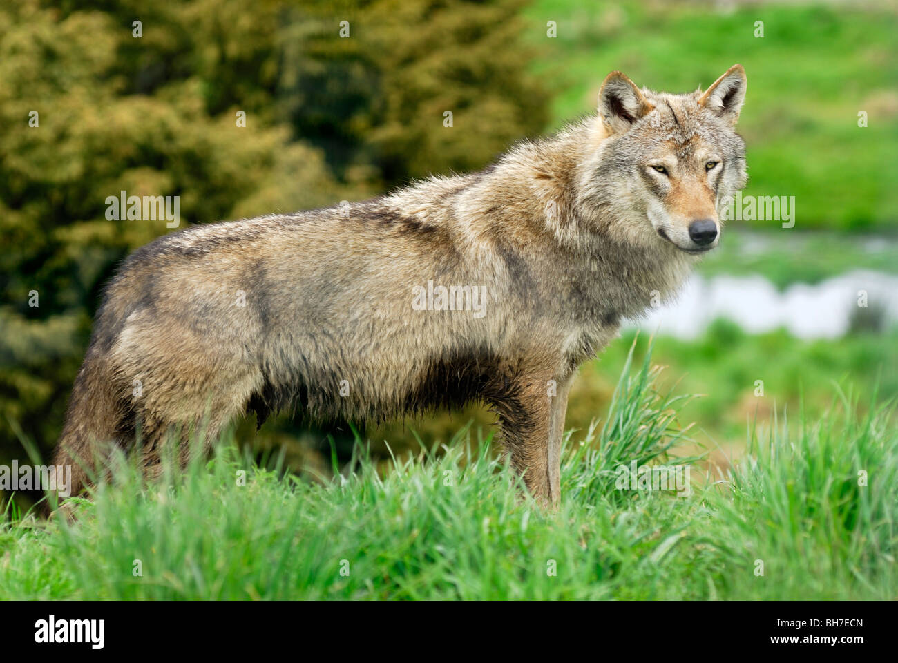 Highland wildlife park kincraig wolf hi-res stock photography and ...