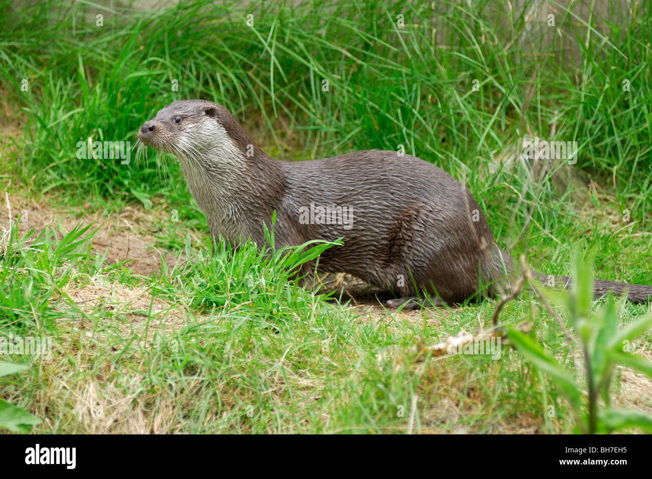 Otter scotland hi-res stock photography and images - Alamy