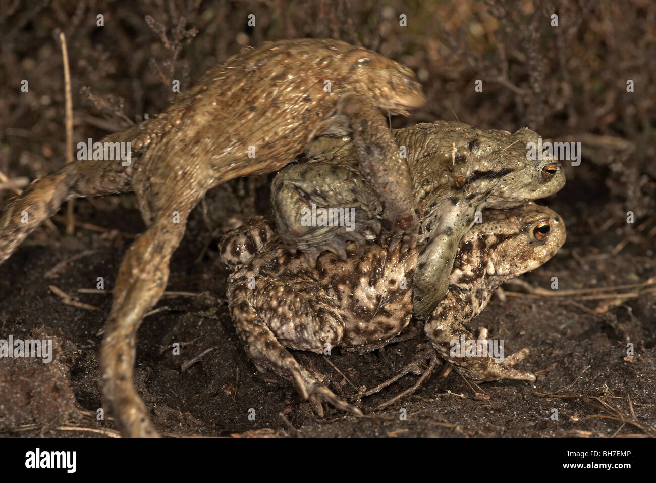 Common Toads Pair High Resolution Stock Photography and Images - Alamy