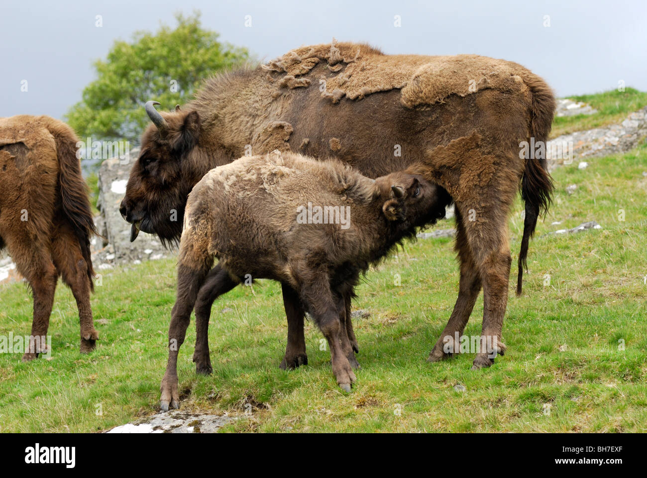 European bison young calf suckling hi-res stock photography and images ...