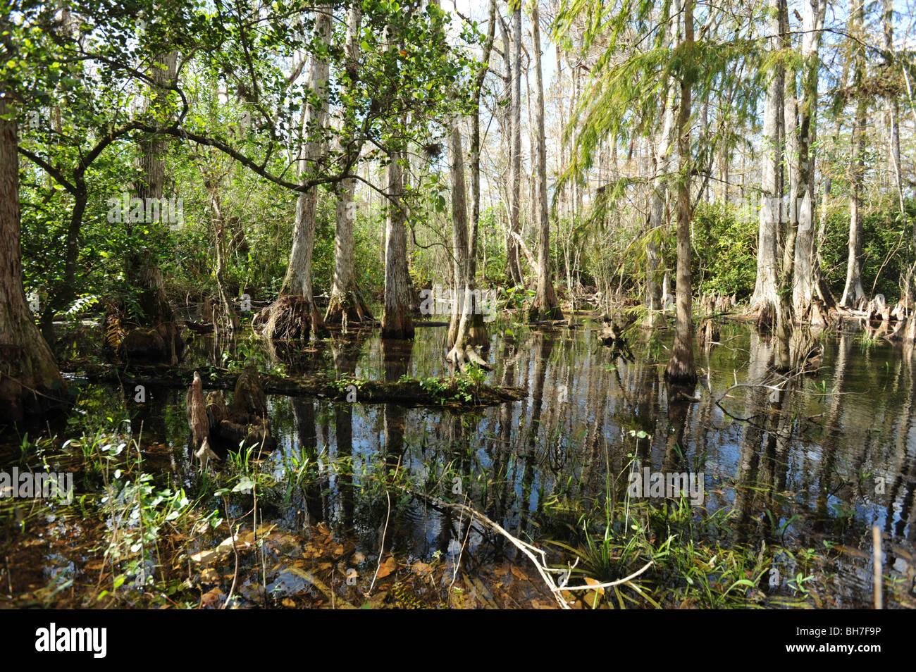 Swamplands hi-res stock photography and images - Alamy