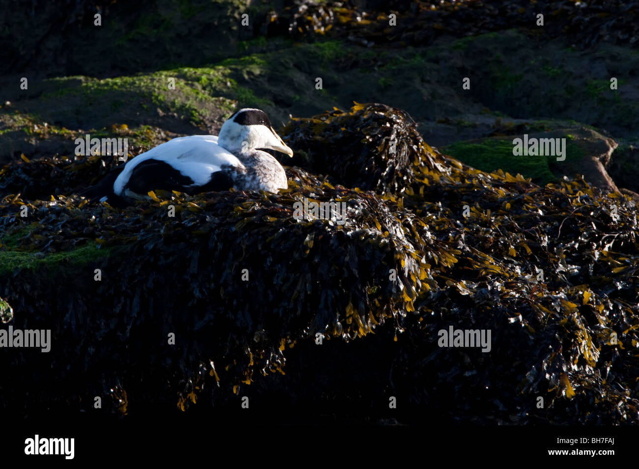 Male eider duck Somateria mollisima in eclipse plumage near Johnshaven ...