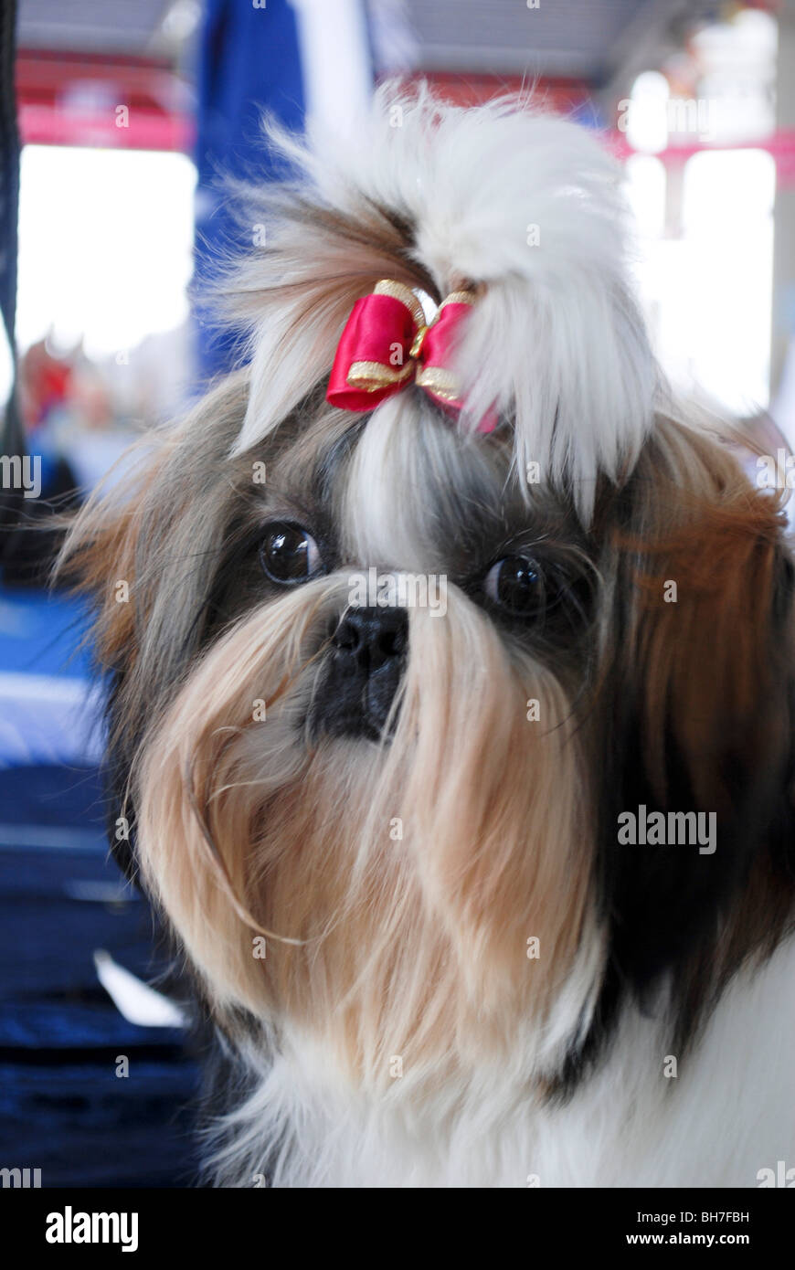 Shih tsu hi-res stock photography and images - Alamy