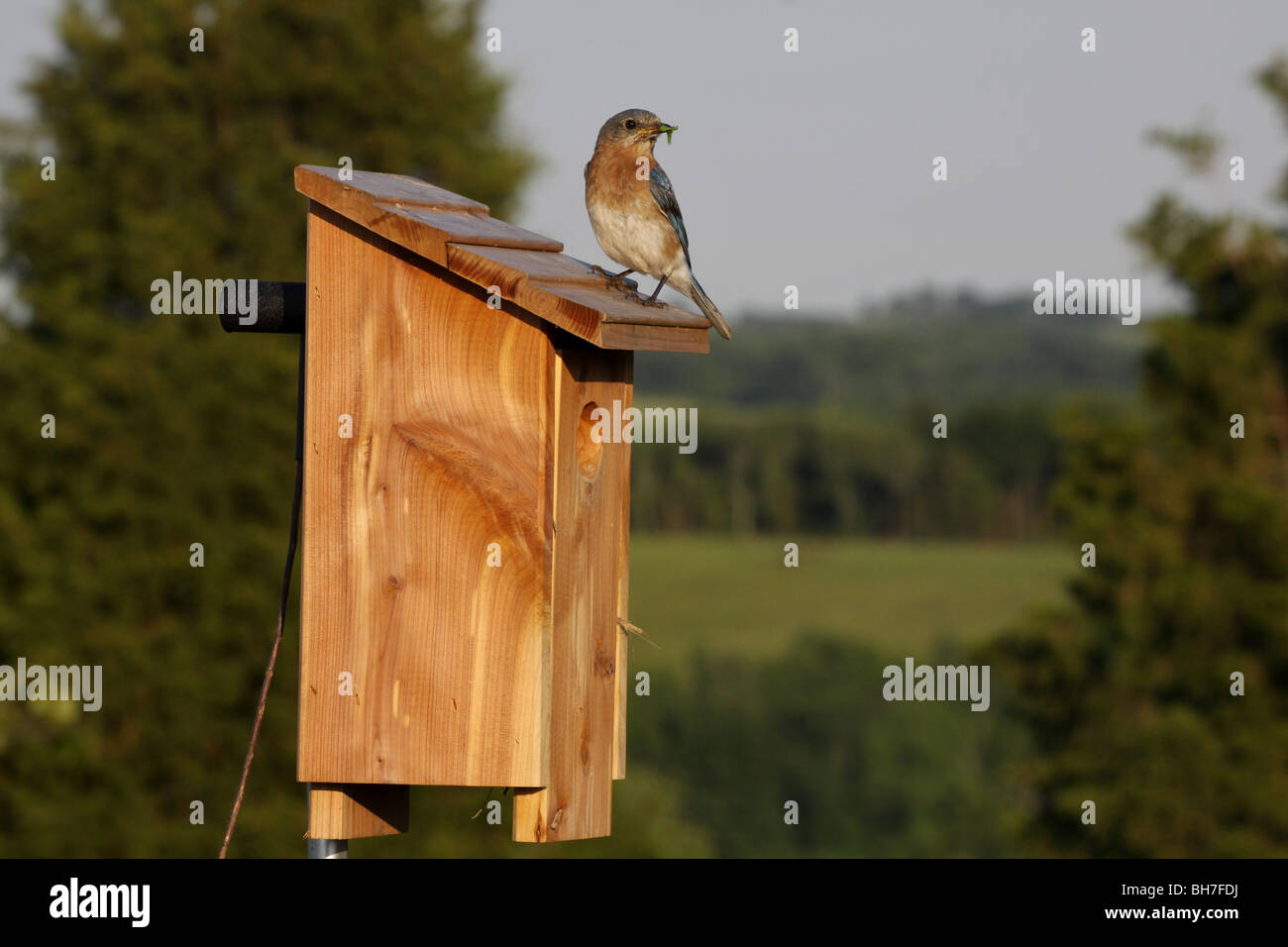 eastern bluebird female nest box Stock Photo - Alamy