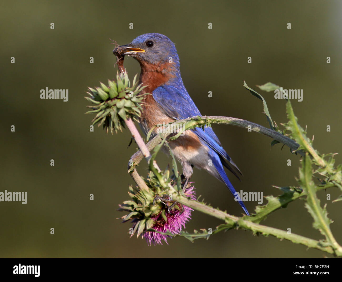 Bluebird house hi-res stock photography and images - Alamy