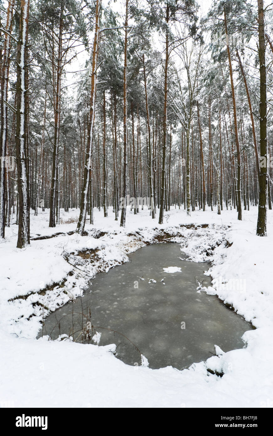 Snow and pine trees in winter forest. South-East Poland Stock Photo - Alamy