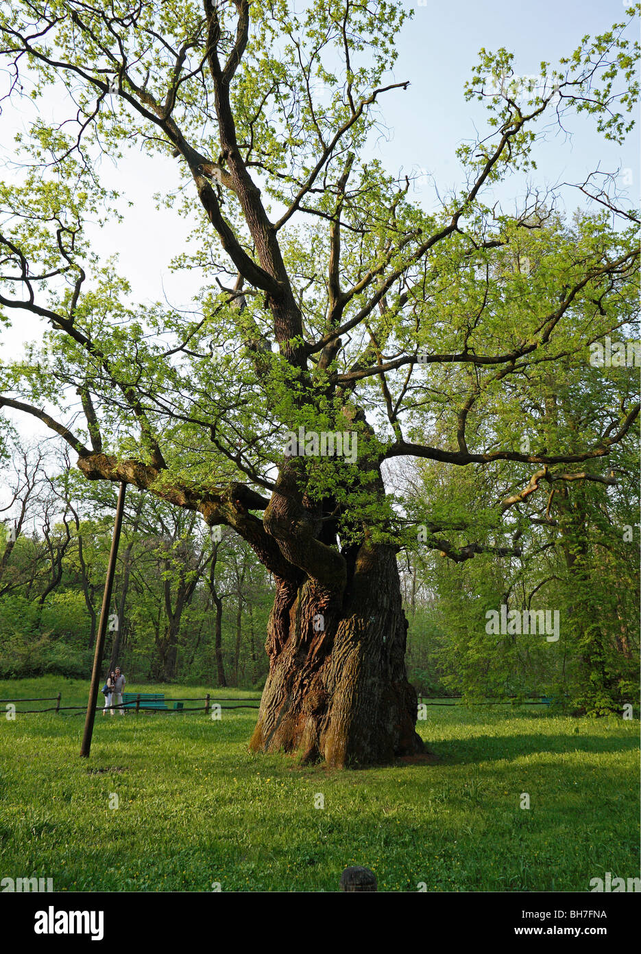 Oak trees park wielkopolska hi-res stock photography and images - Alamy