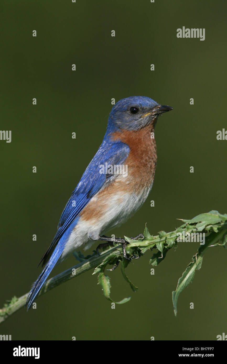 eastern bluebird male Stock Photo - Alamy