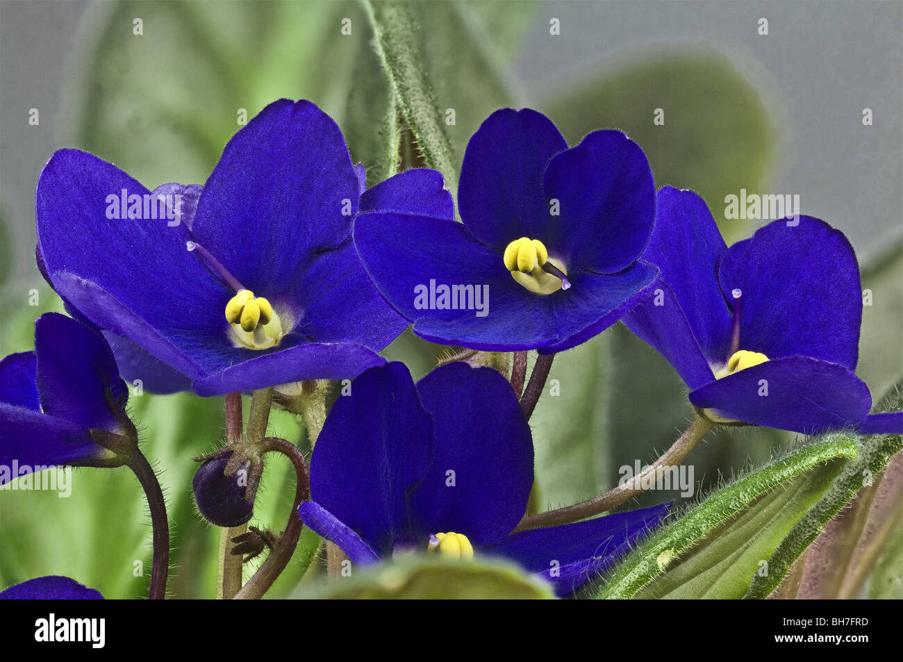 Violet prime hi-res stock photography and images - Alamy