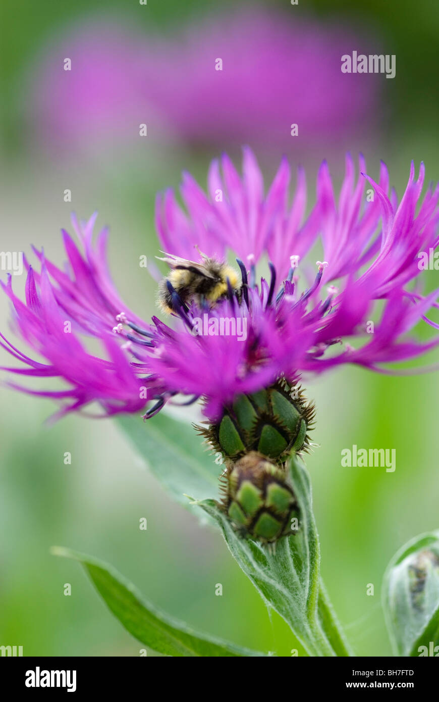 Centaurea montana purple hi-res stock photography and images - Alamy