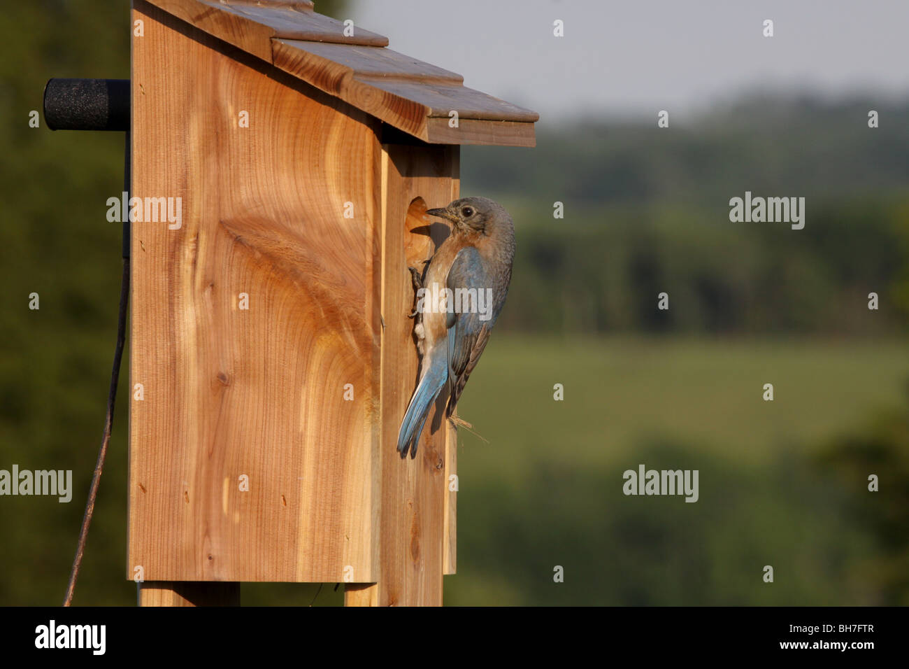 eastern bluebird female nest box Stock Photo - Alamy